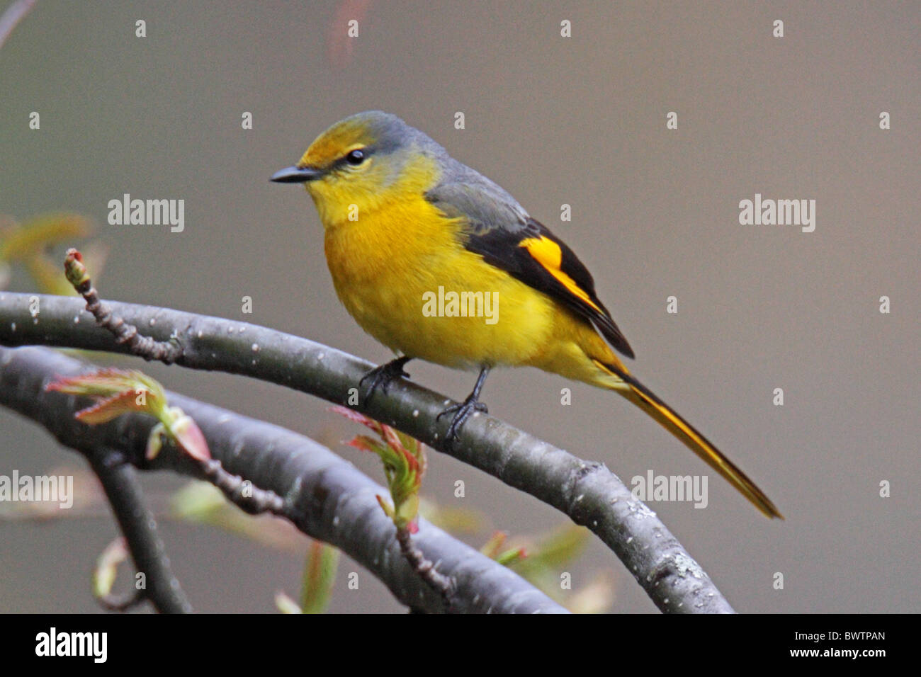 Short-billed Minivet (Pericrocotus brevirostris) adult female, perched ...