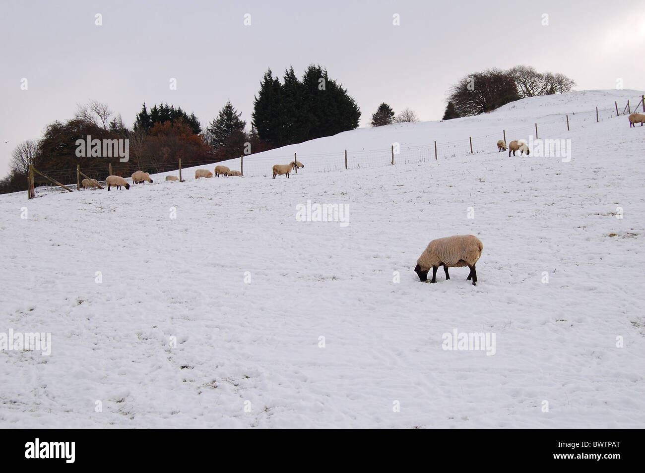 Sheep eating in snowy field hi-res stock photography and images - Alamy