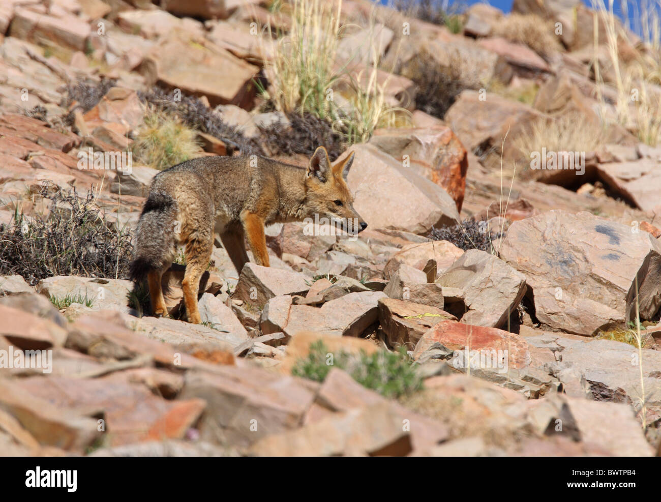 fox foxes zorro zorros carnivore carnivores "south america" "south ...