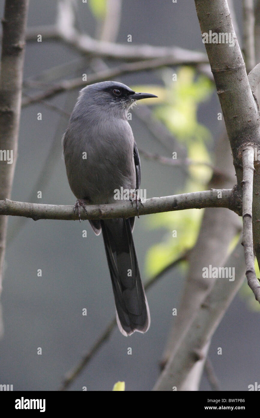 Beautiful sibia heterophasia pulchella adult hi-res stock photography ...
