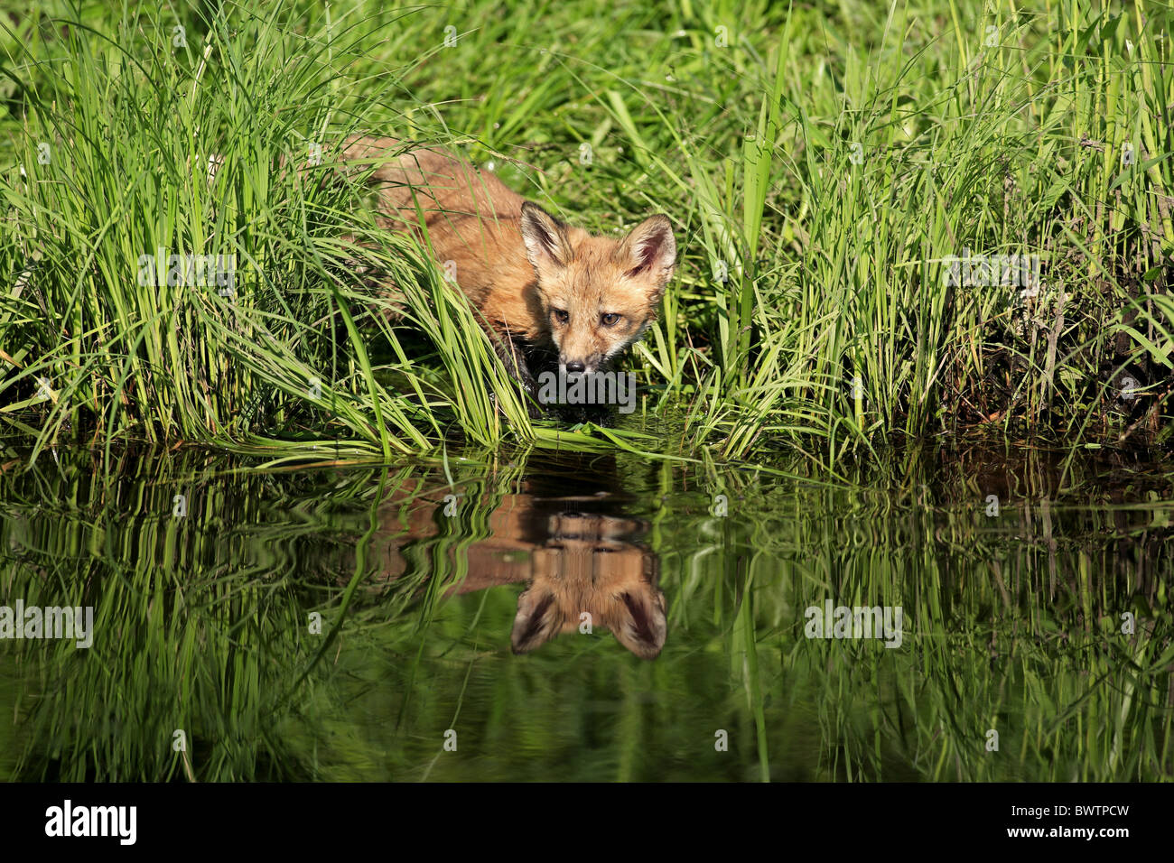 am Wasser - at water Jungtier - young fox foxes carnivore carnivores ...