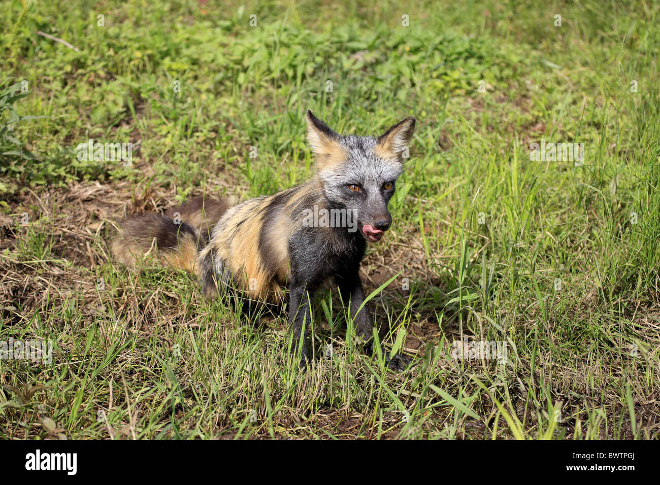 American Red Fox Vulpes vulpes fulva 'Cross Fox' Stock Photo - Alamy