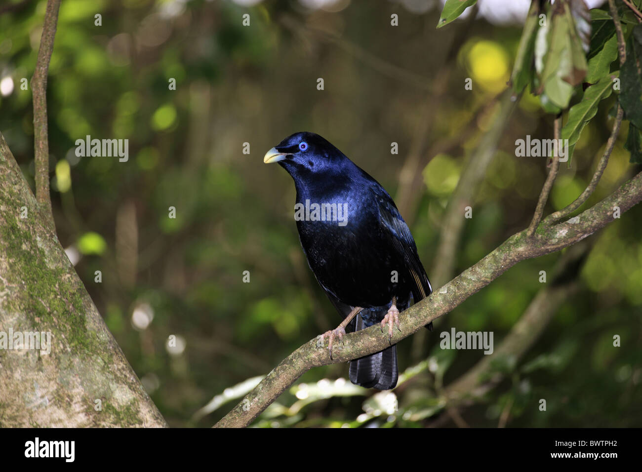 Satin Bowerbird (Ptilonorhynchus violaceus) adult male, perched on twig, Lamington N.P ...
