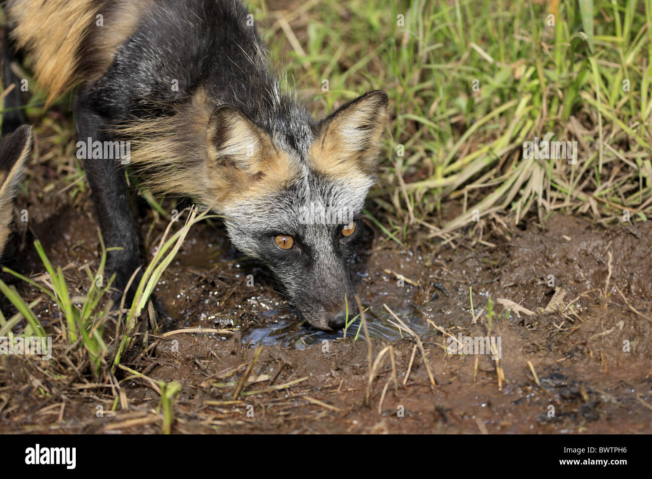 Portrait - close up trinkend - drinking fox foxes carnivore carnivores ...