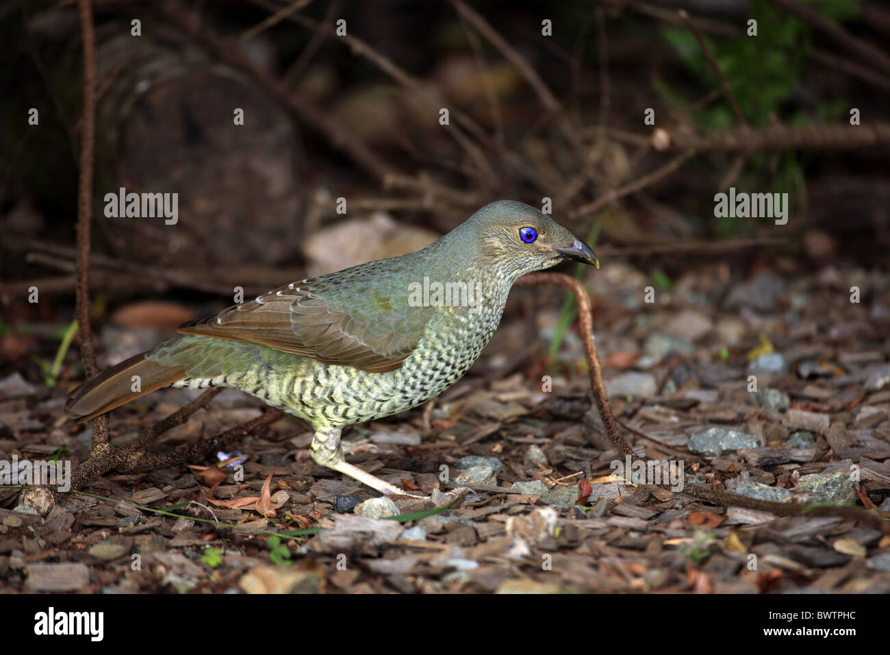 Female satin bowerbirds hi-res stock photography and images - Alamy