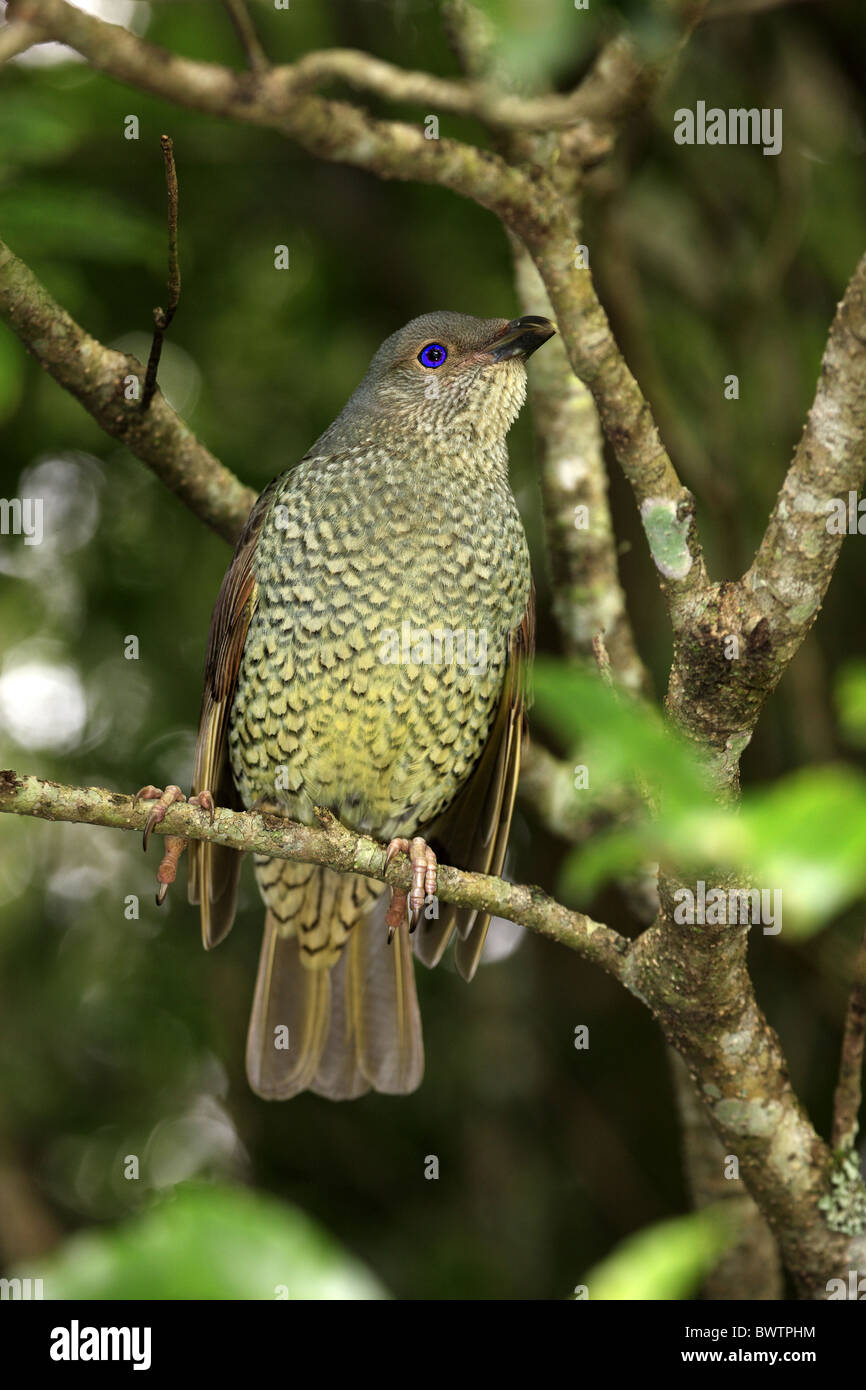 Female satin bowerbirds hi-res stock photography and images - Alamy