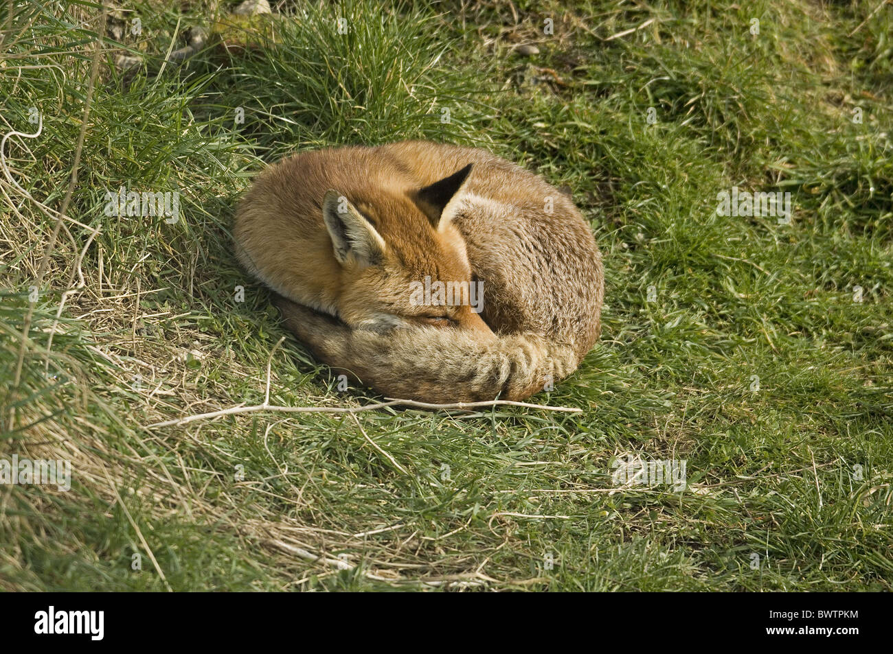 Red Fox Vulpes vulpes adult sleeping sunshine Stock Photo - Alamy