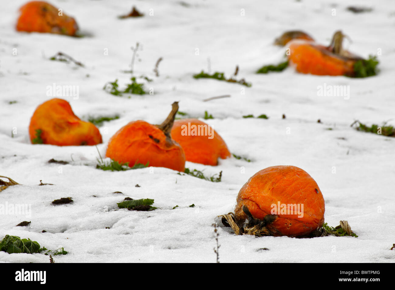Remnants of pumpkin crop with dusting of snow in winter-Victoria ...