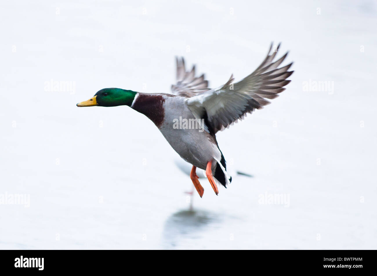 Flying mallard winter hi-res stock photography and images - Alamy