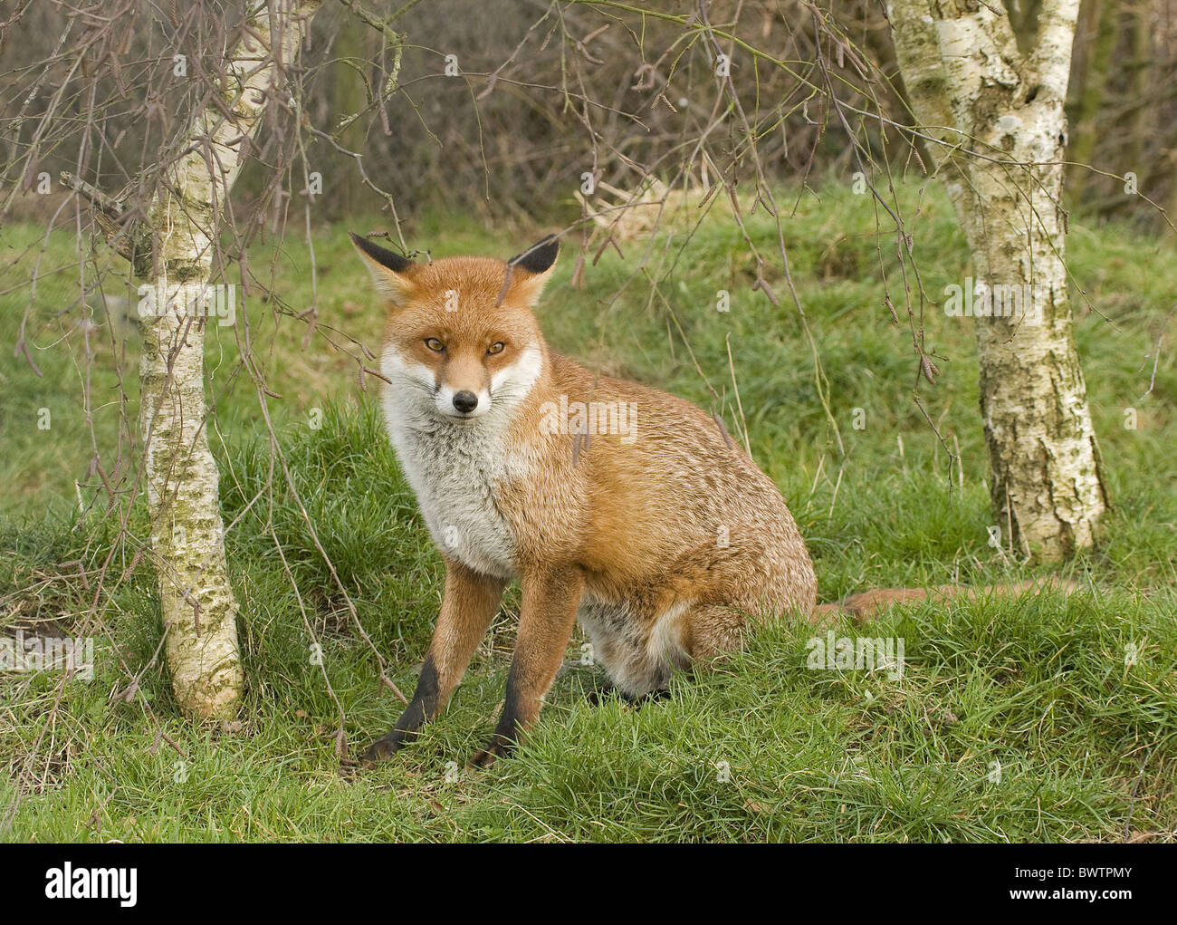European Red Fox Vulpes vulpes adult sitting Stock Photo - Alamy