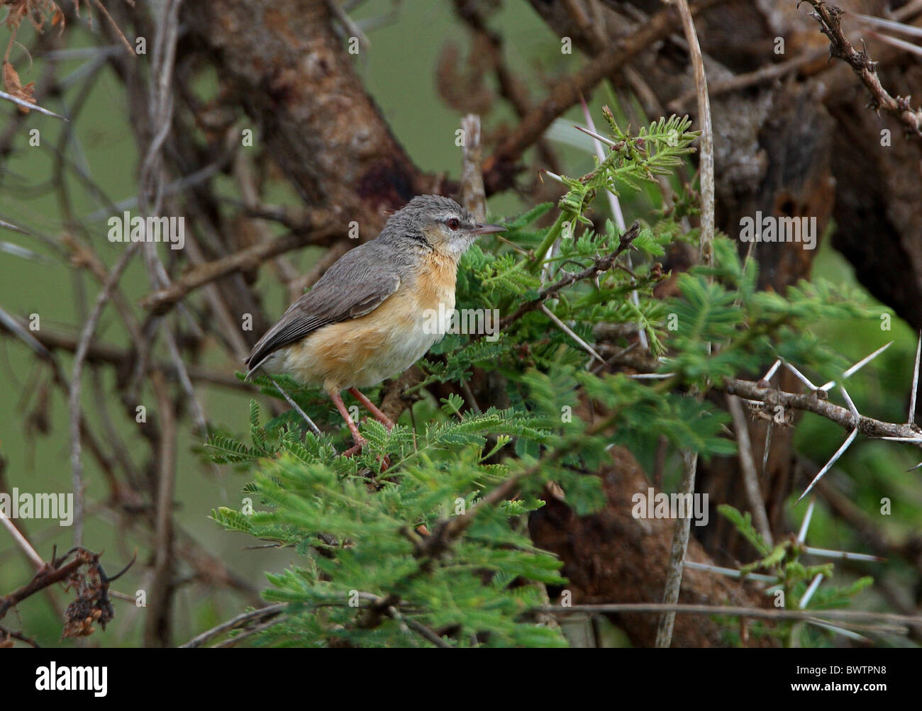 Brachyura hi-res stock photography and images - Alamy