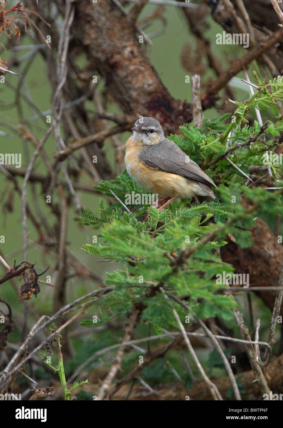 Northern Crombec (Sylvietta brachyura leucopsis) adult, perched in ...