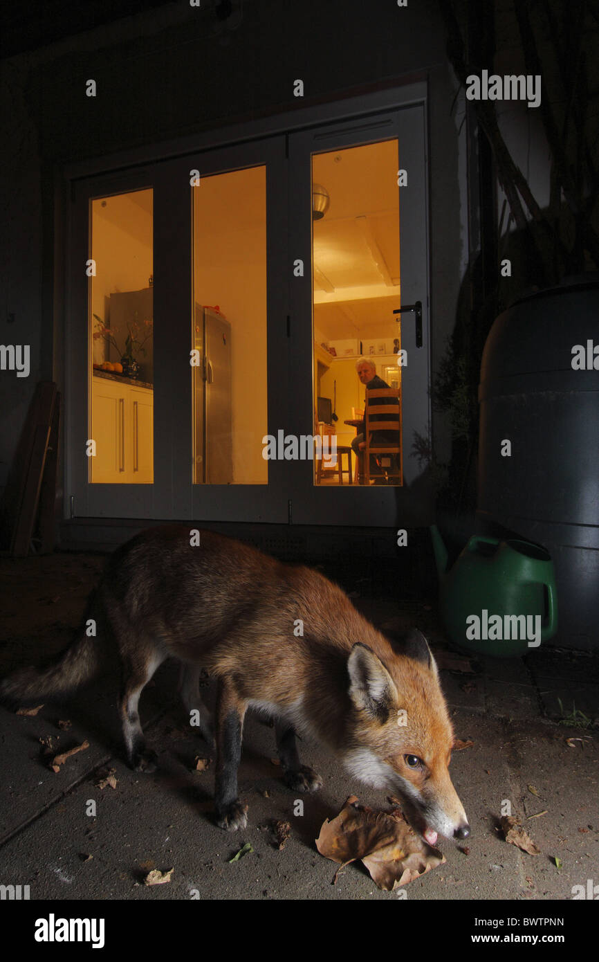 European Red Fox Vulpes vulpes adult foraging Stock Photo - Alamy