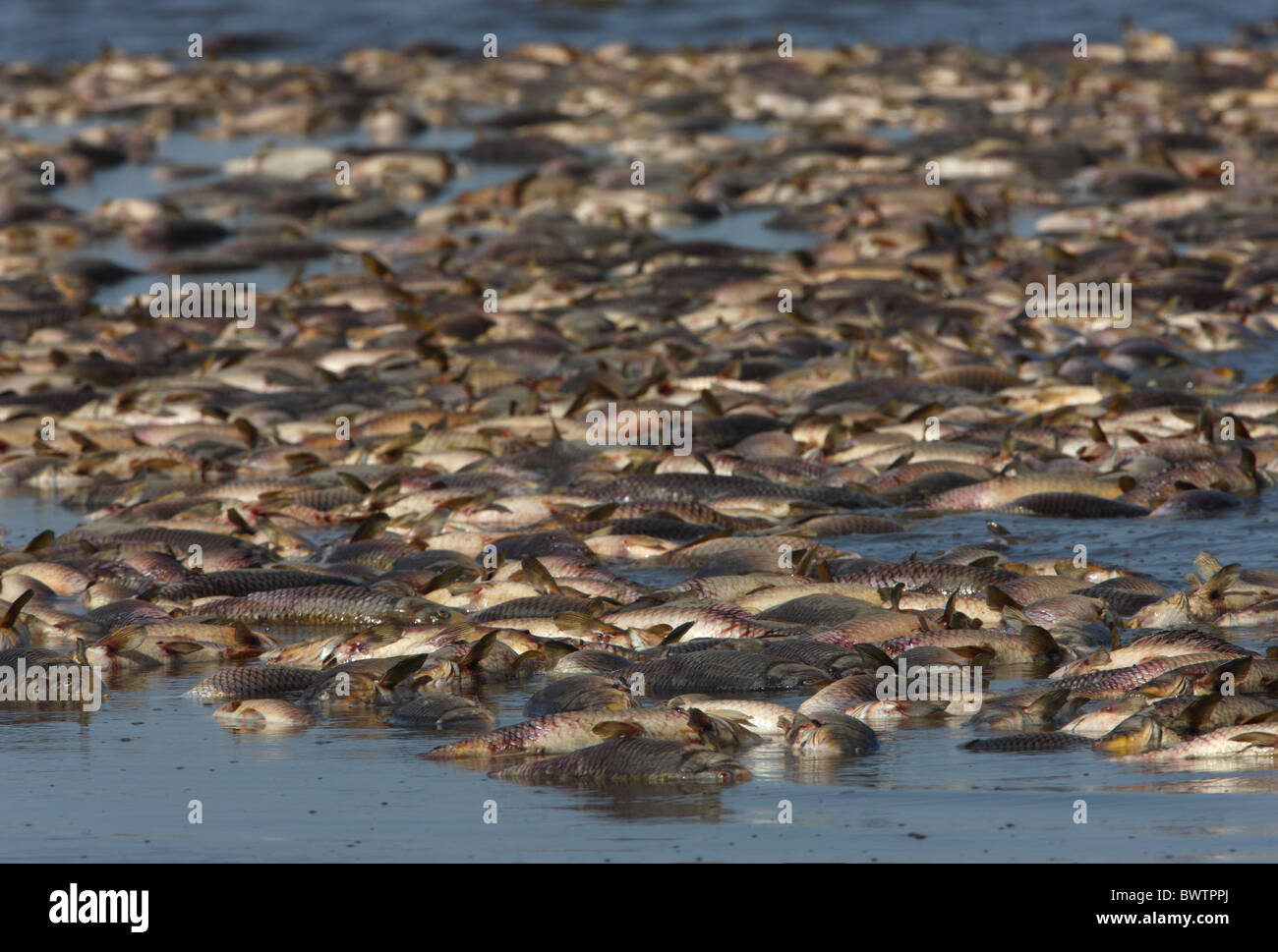 Mass fish die off hi-res stock photography and images - Alamy