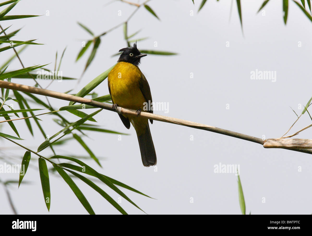 Crested bulbul hi-res stock photography and images - Alamy