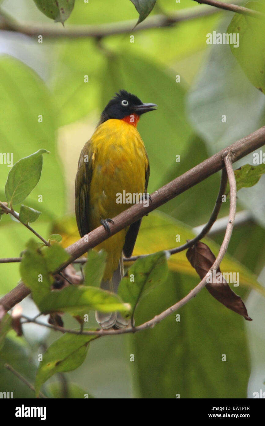 Black-crested Bulbul (Pycnonotus melanicterus gularis) South Indian ...