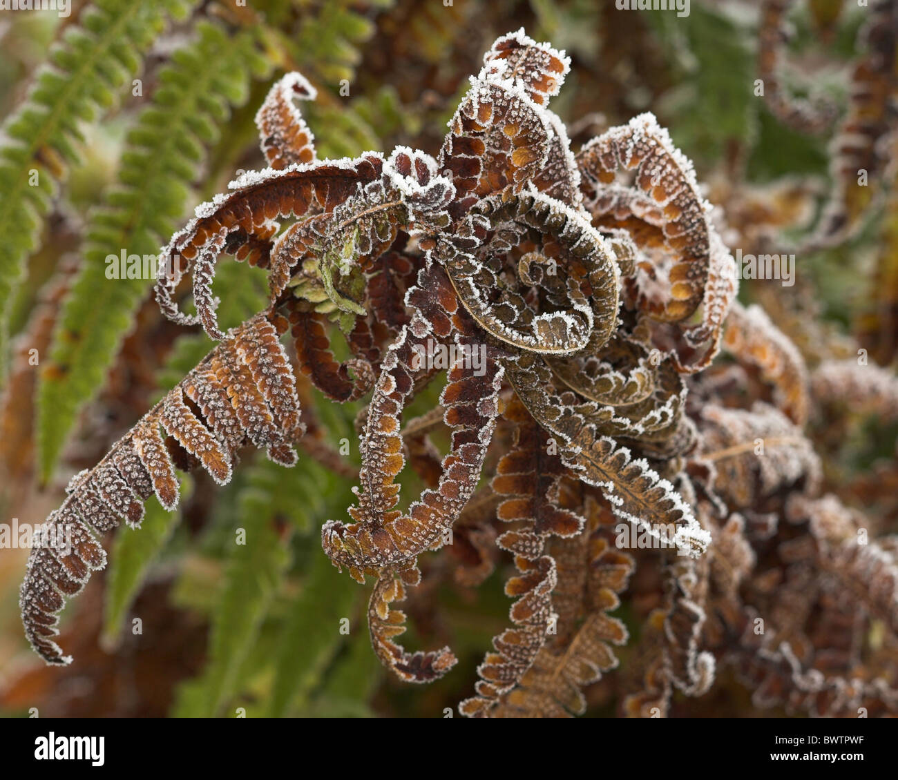 Frost covered fern fronds garden Borders Scotland Stock Photo - Alamy