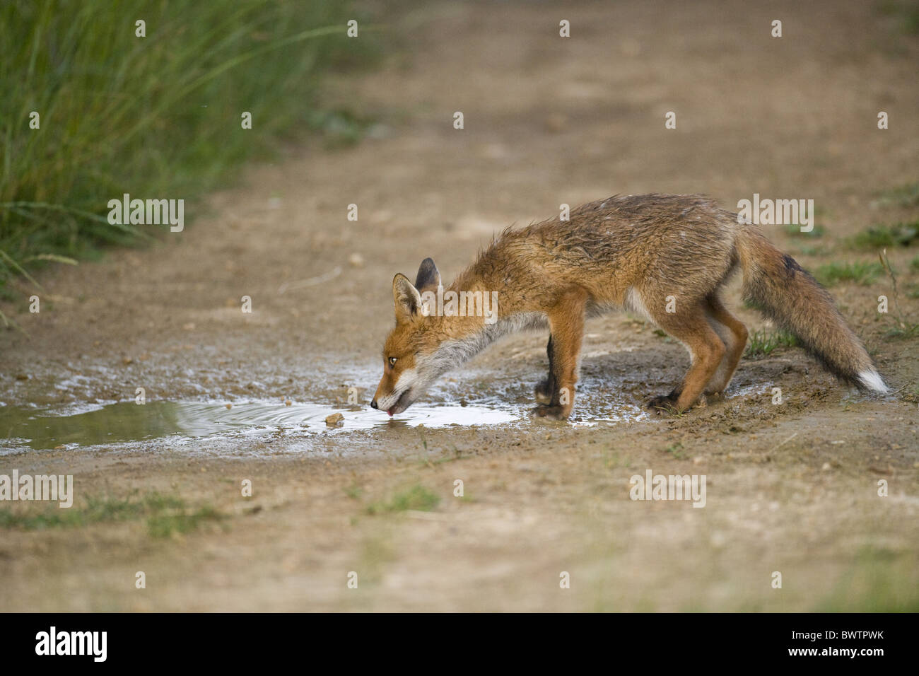 Drinking fox hi-res stock photography and images - Alamy