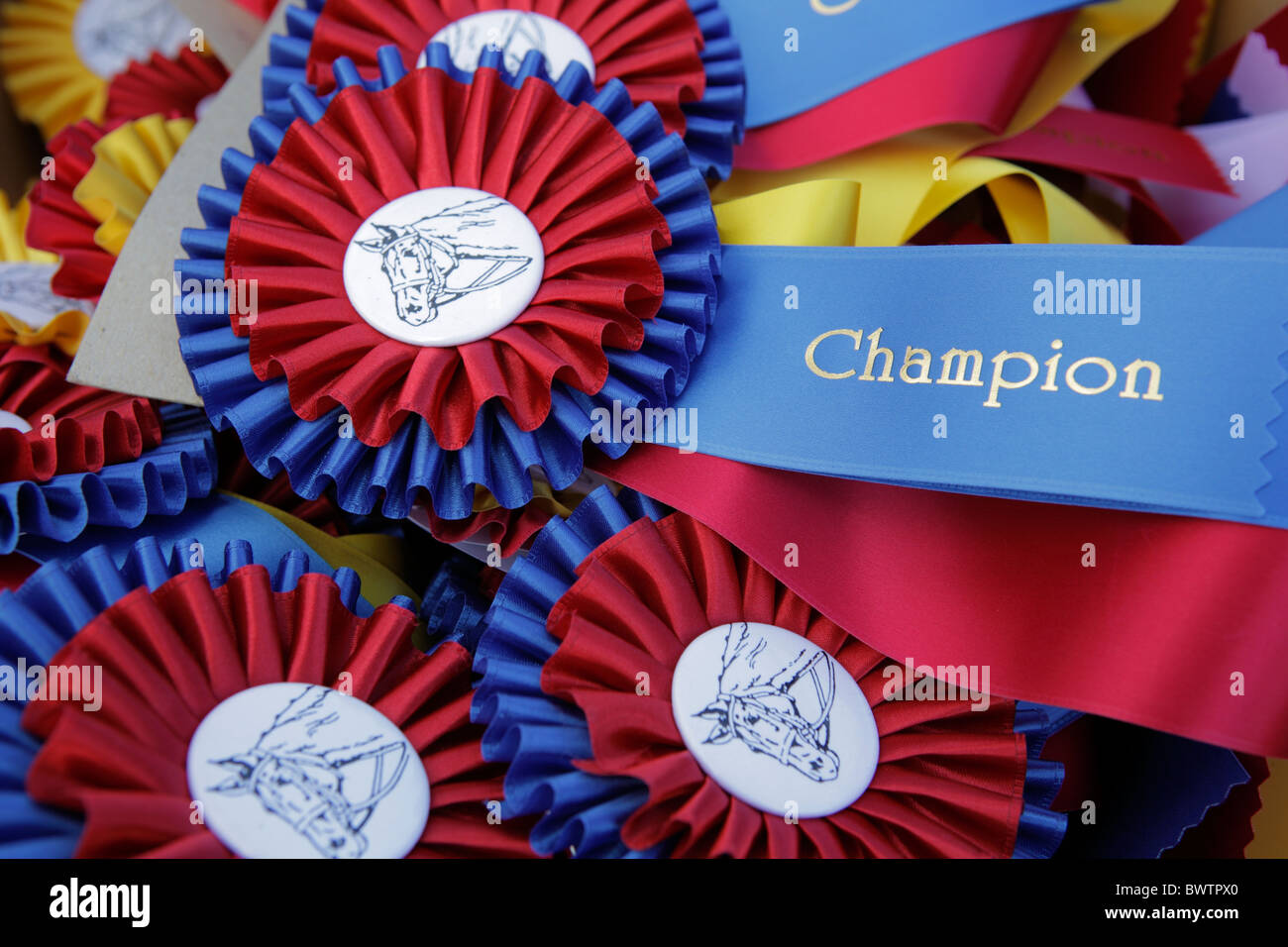 Champion The Horse High Resolution Stock Photography and Images - Alamy
