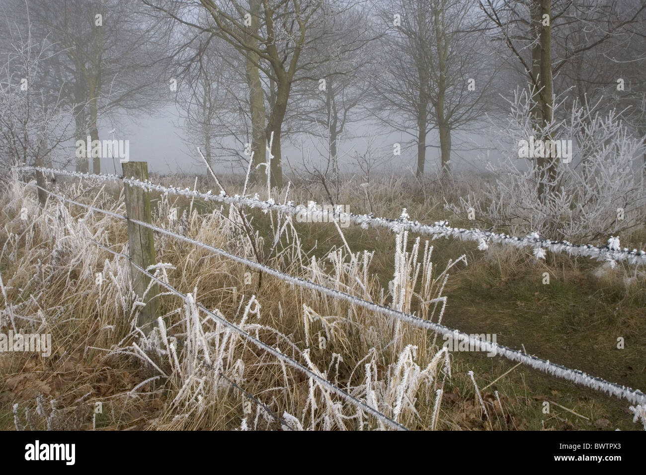 Frost covered barbed wire fence Norfolk England Stock Photo - Alamy