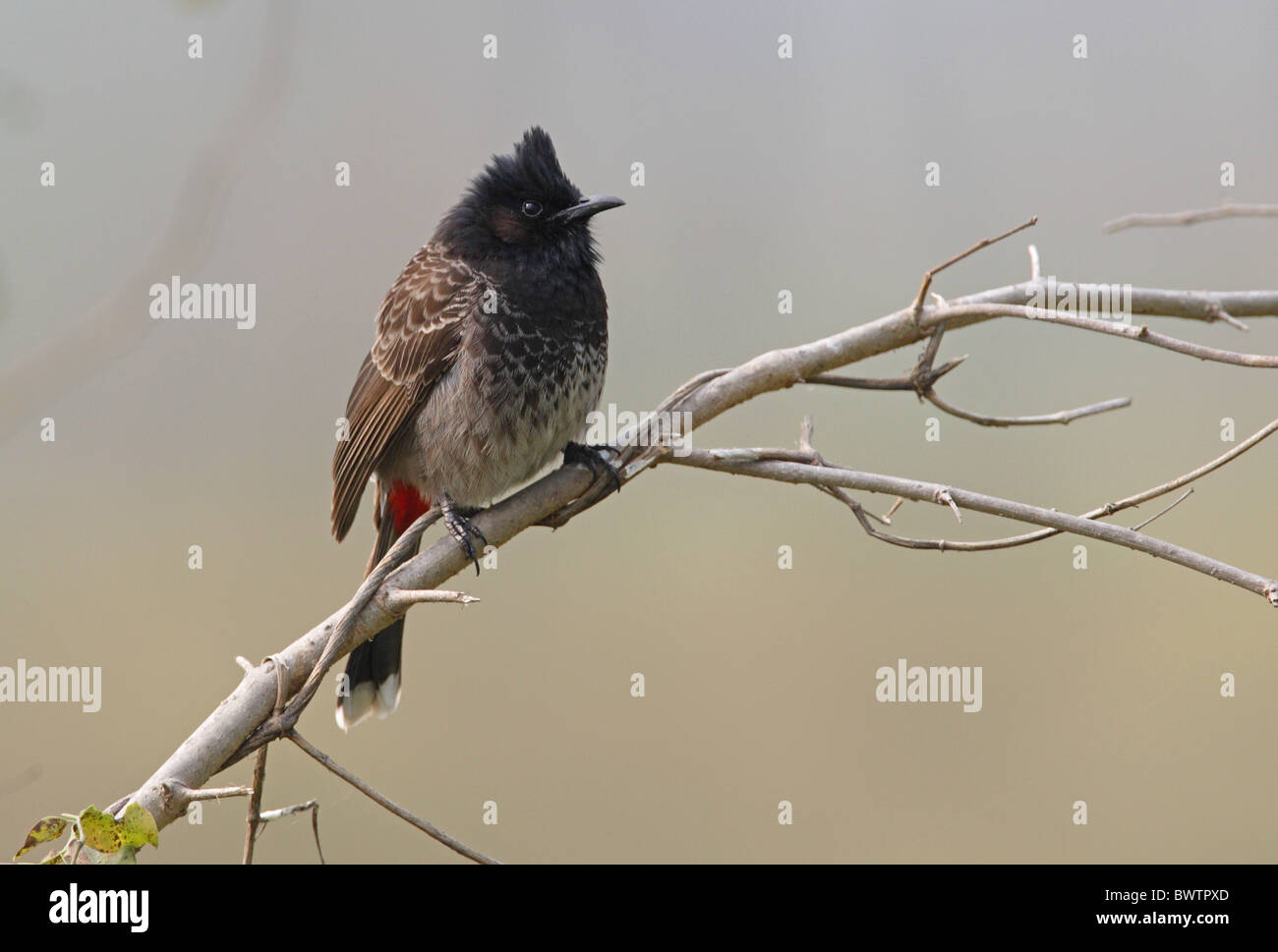 Red vented hi-res stock photography and images - Alamy