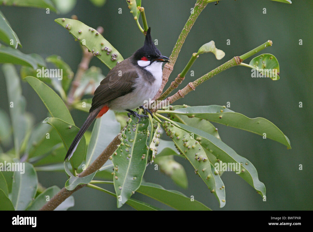 Red-whiskered Bulbul (Pycnonotus jocosus pattani) adult, singing ...
