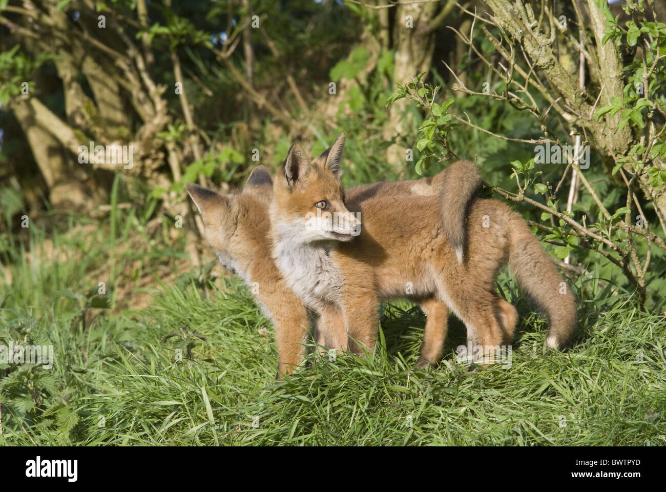 European Red Fox Vulpes vulpes two cubs standing Stock Photo - Alamy