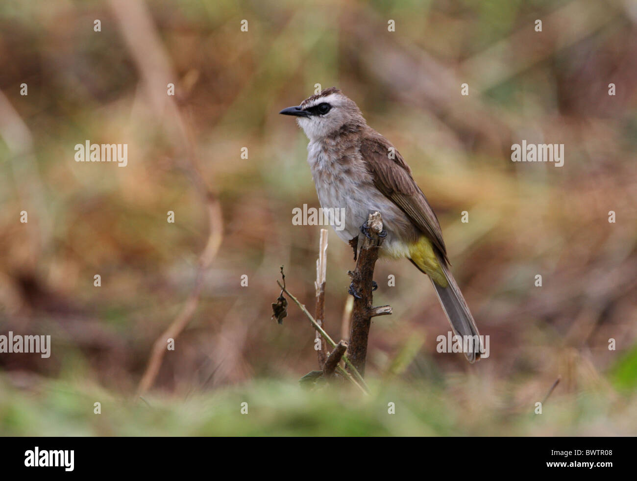 Yellow-vented Bulbul (Pycnonotus goiavier gourdini) adult, perched on ...