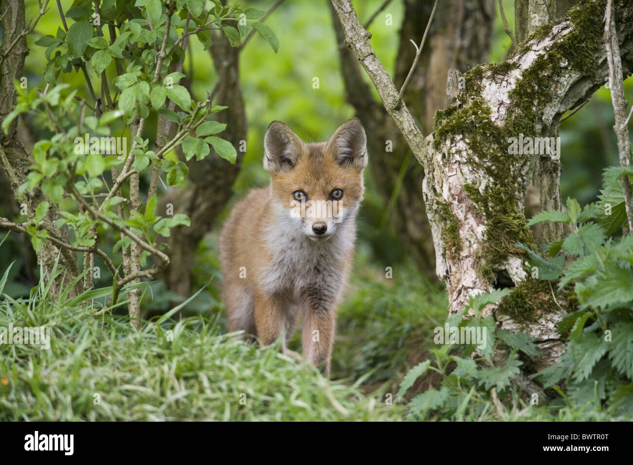 European Red Fox Vulpes vulpes cub standing near Stock Photo - Alamy