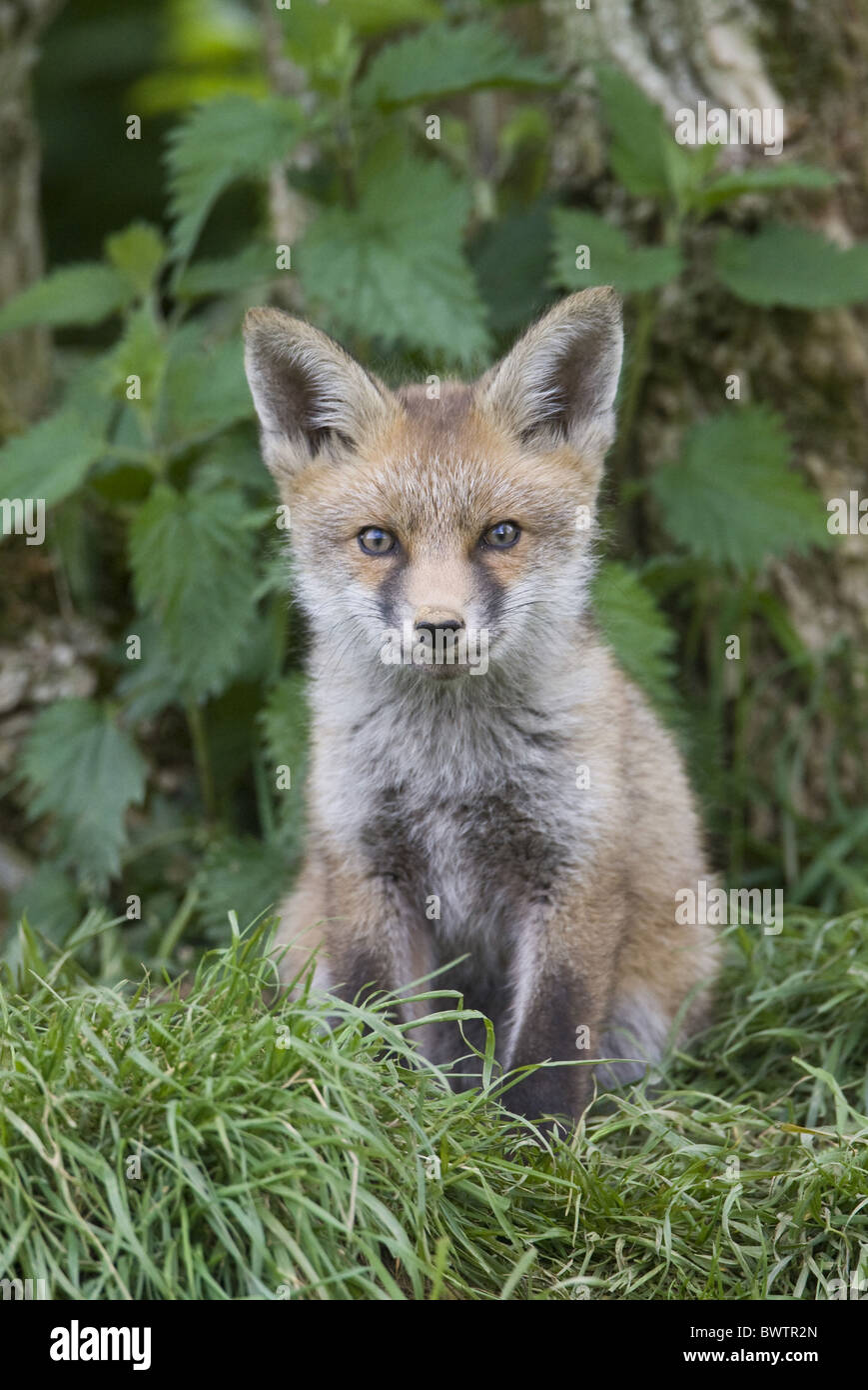 European Red Fox Vulpes vulpes cub sitting near Stock Photo - Alamy