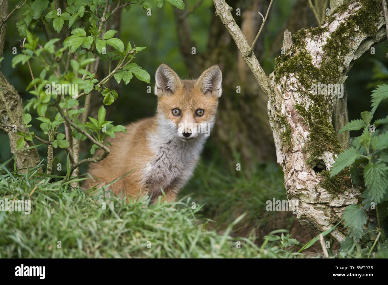 European Red Fox Vulpes vulpes cub sitting near Stock Photo - Alamy