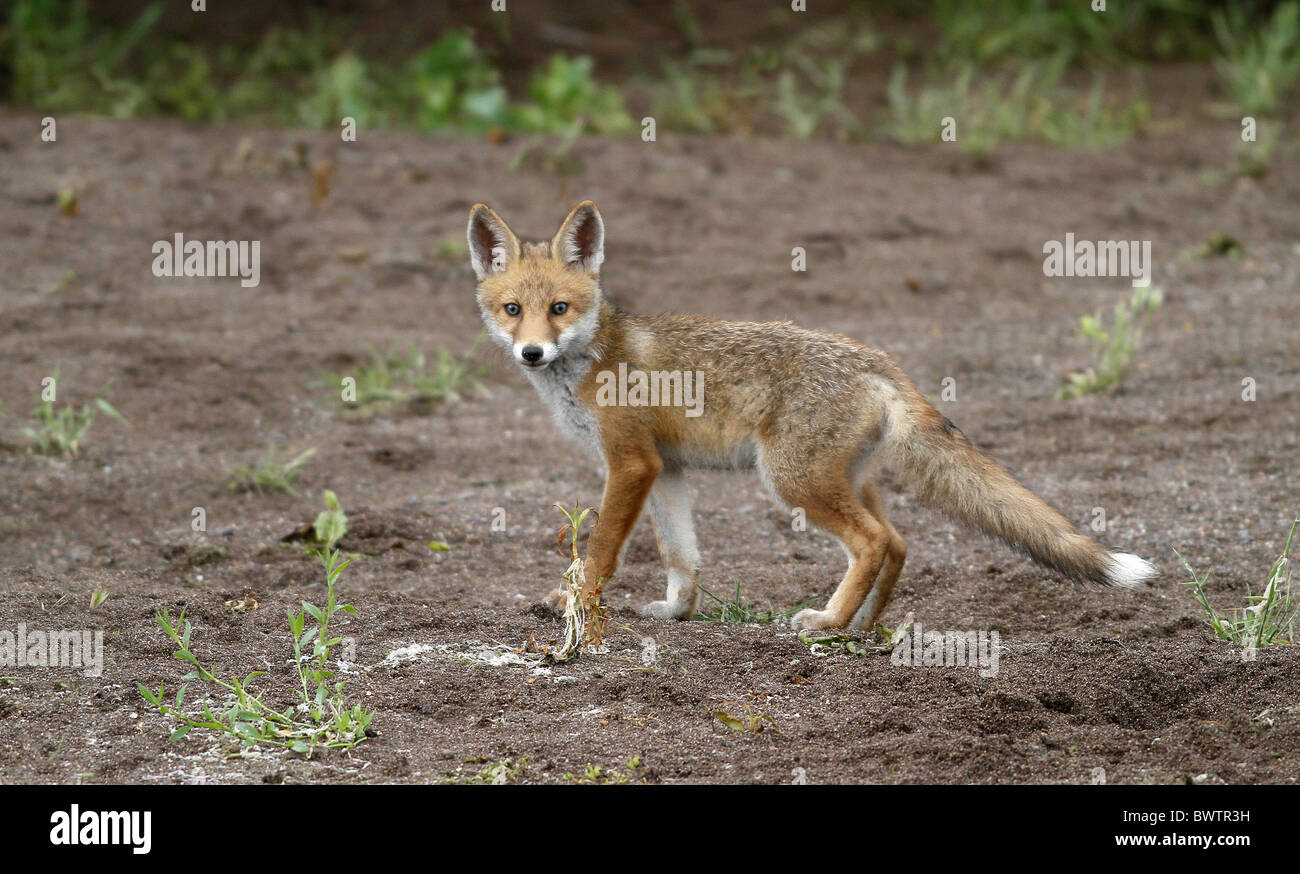 European Red Fox Vulpes vulpes cub standing dry Stock Photo - Alamy