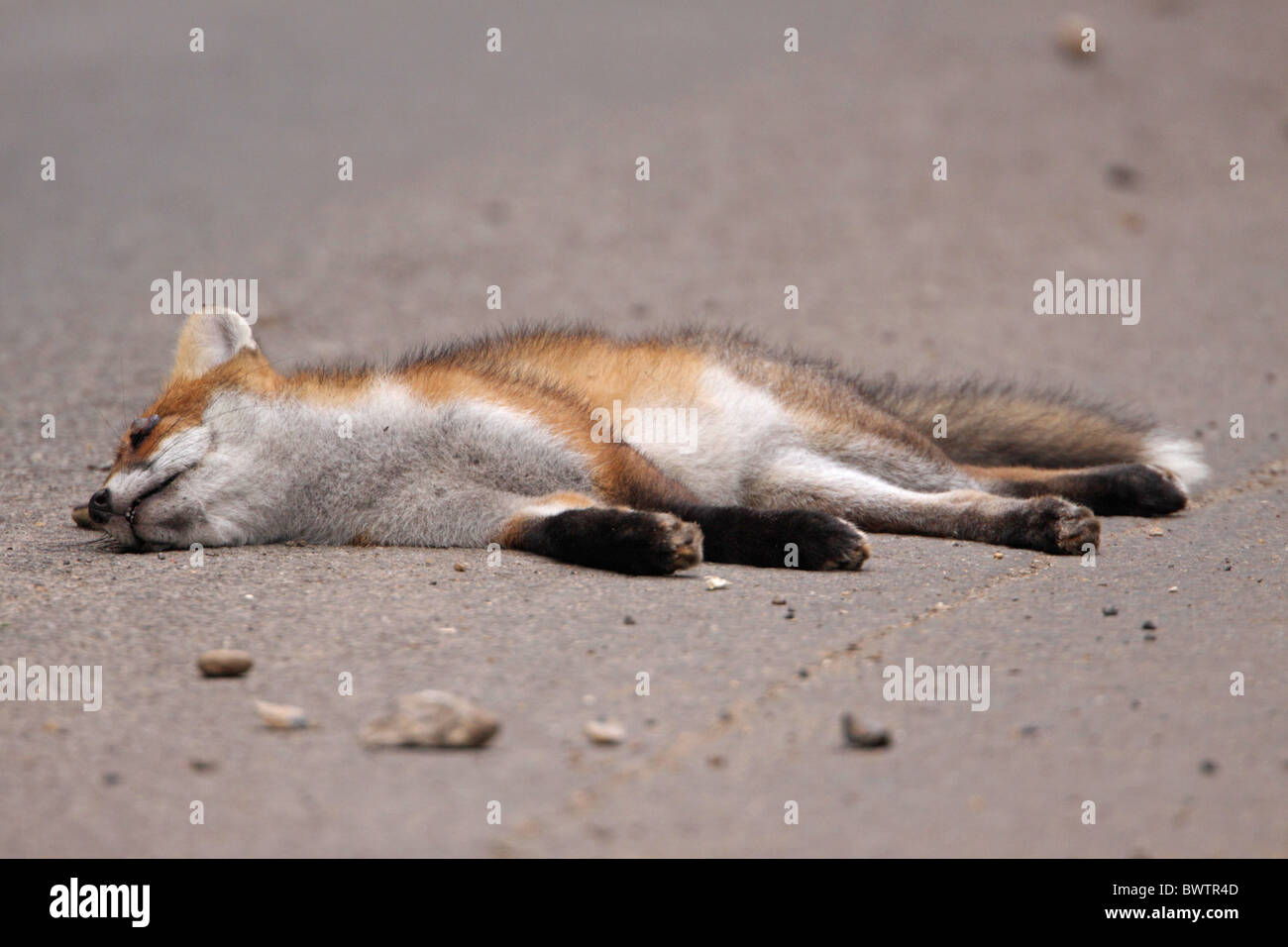 Dead red fox cub hi-res stock photography and images - Alamy