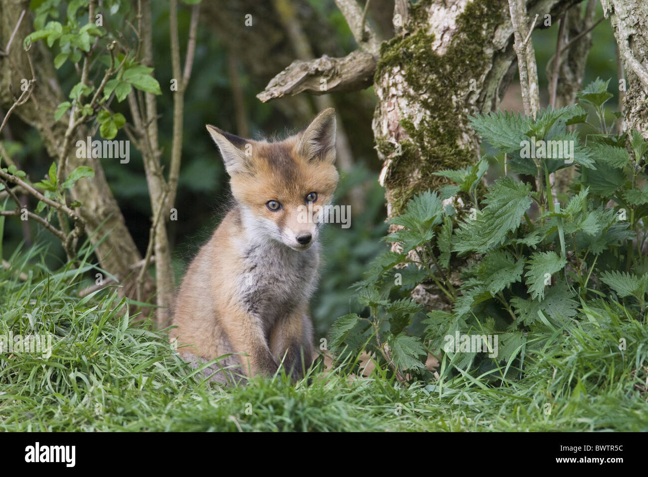 European Red Fox Vulpes vulpes cub sitting near Stock Photo - Alamy