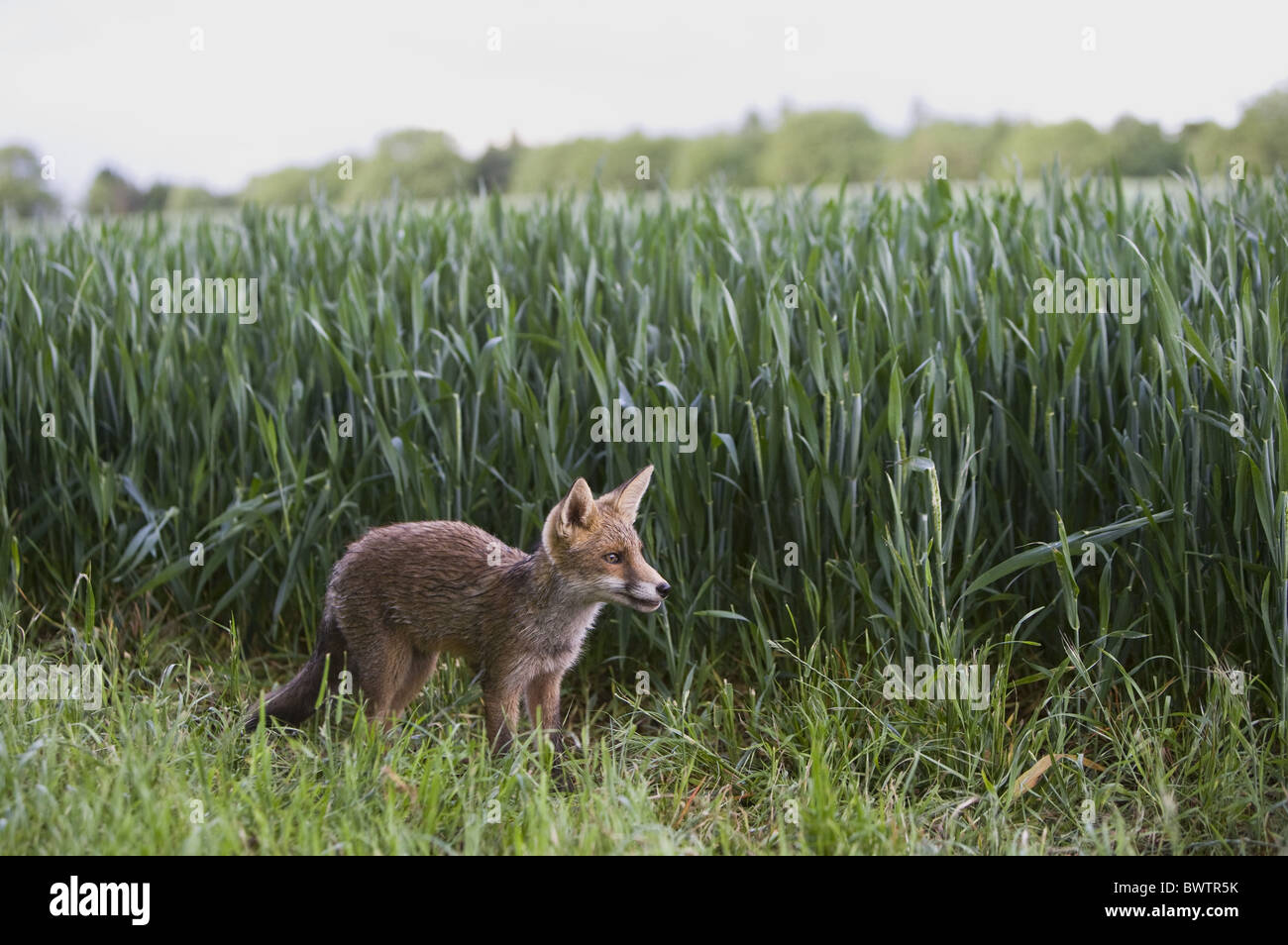 European Red Fox Vulpes vulpes juvenile standing Stock Photo - Alamy