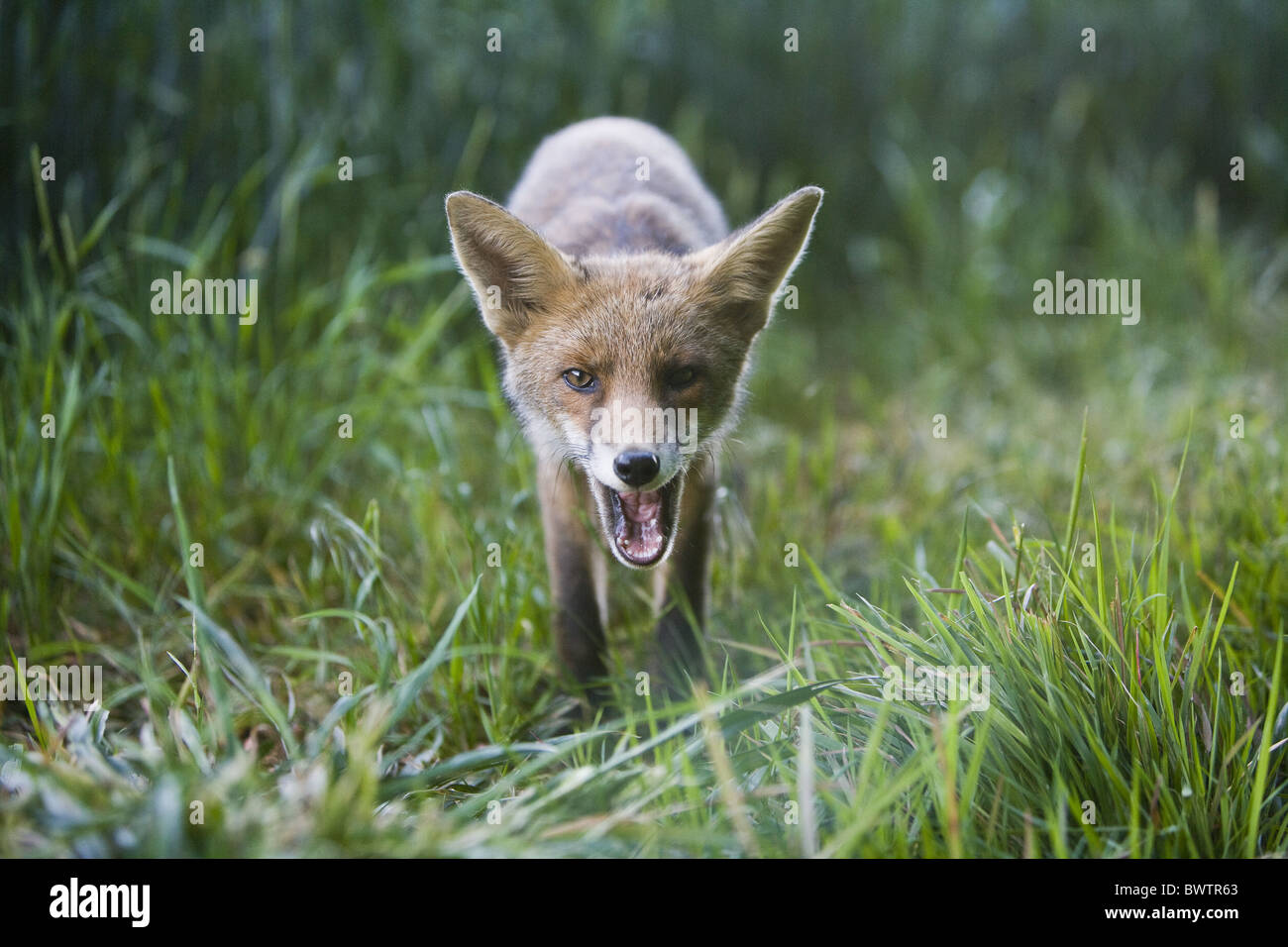 European Red Fox Vulpes vulpes juvenile with Stock Photo - Alamy