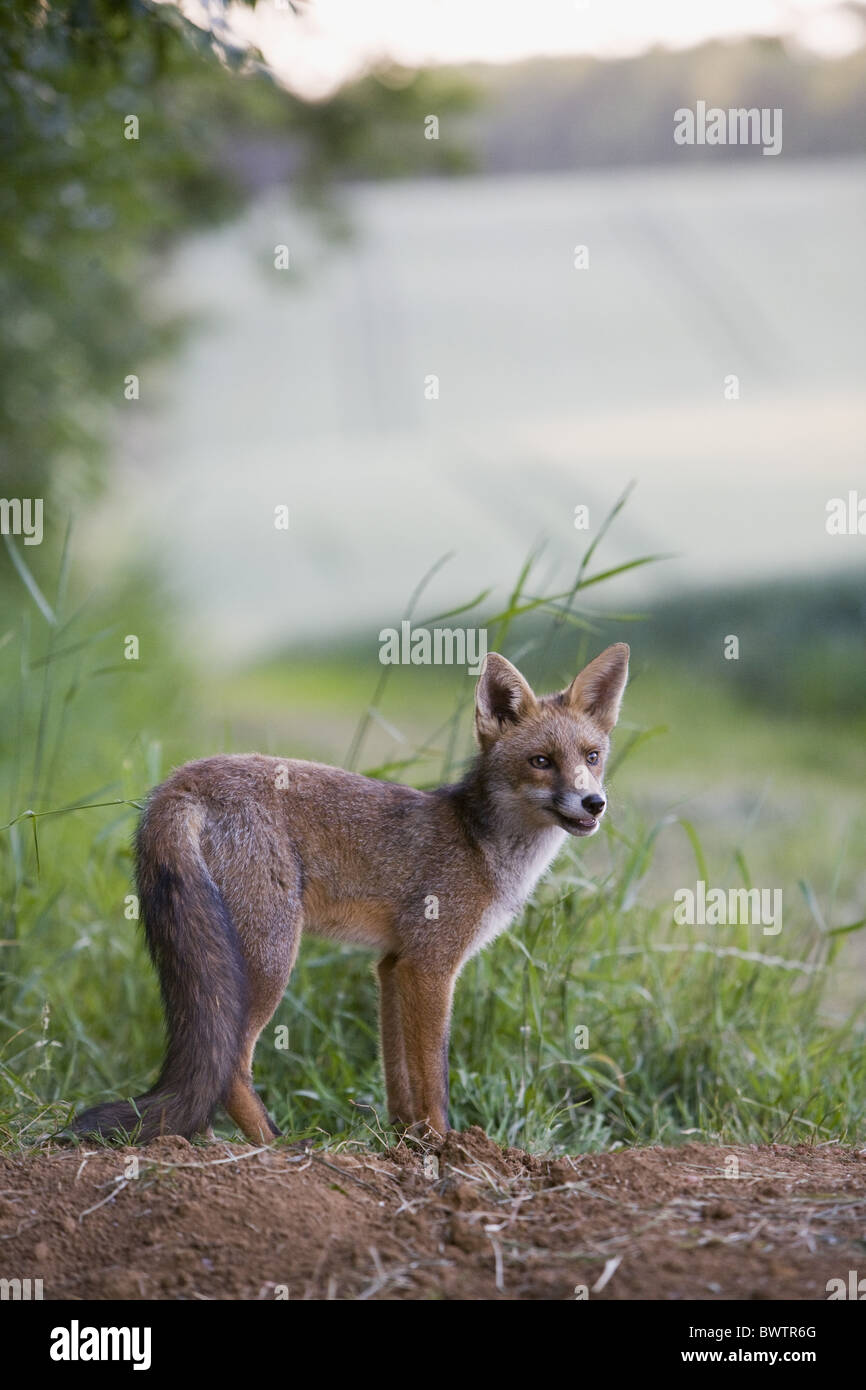 European Red Fox Vulpes vulpes juvenile standing Stock Photo - Alamy