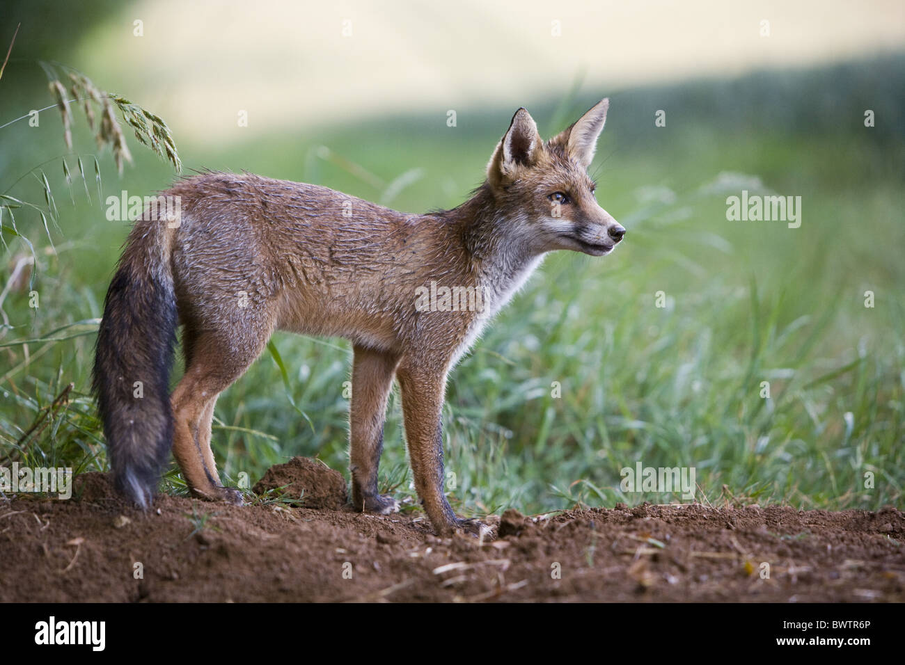 European Red Fox Vulpes vulpes juvenile standing Stock Photo - Alamy