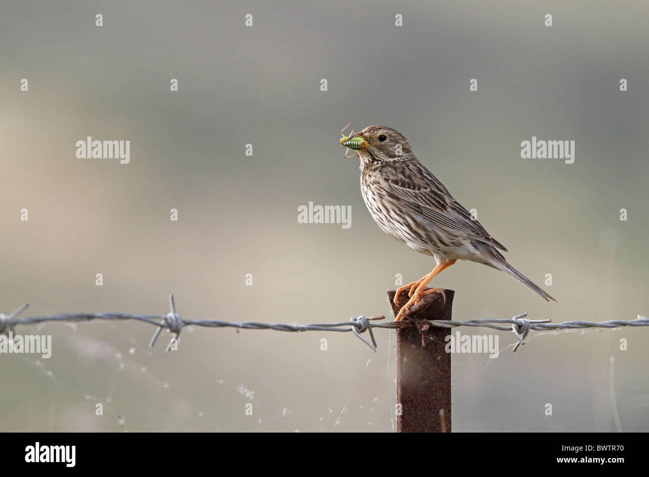 Corn Bunting (Miliaria calandra) adult, with Bush-cricket (Ephippiger ...