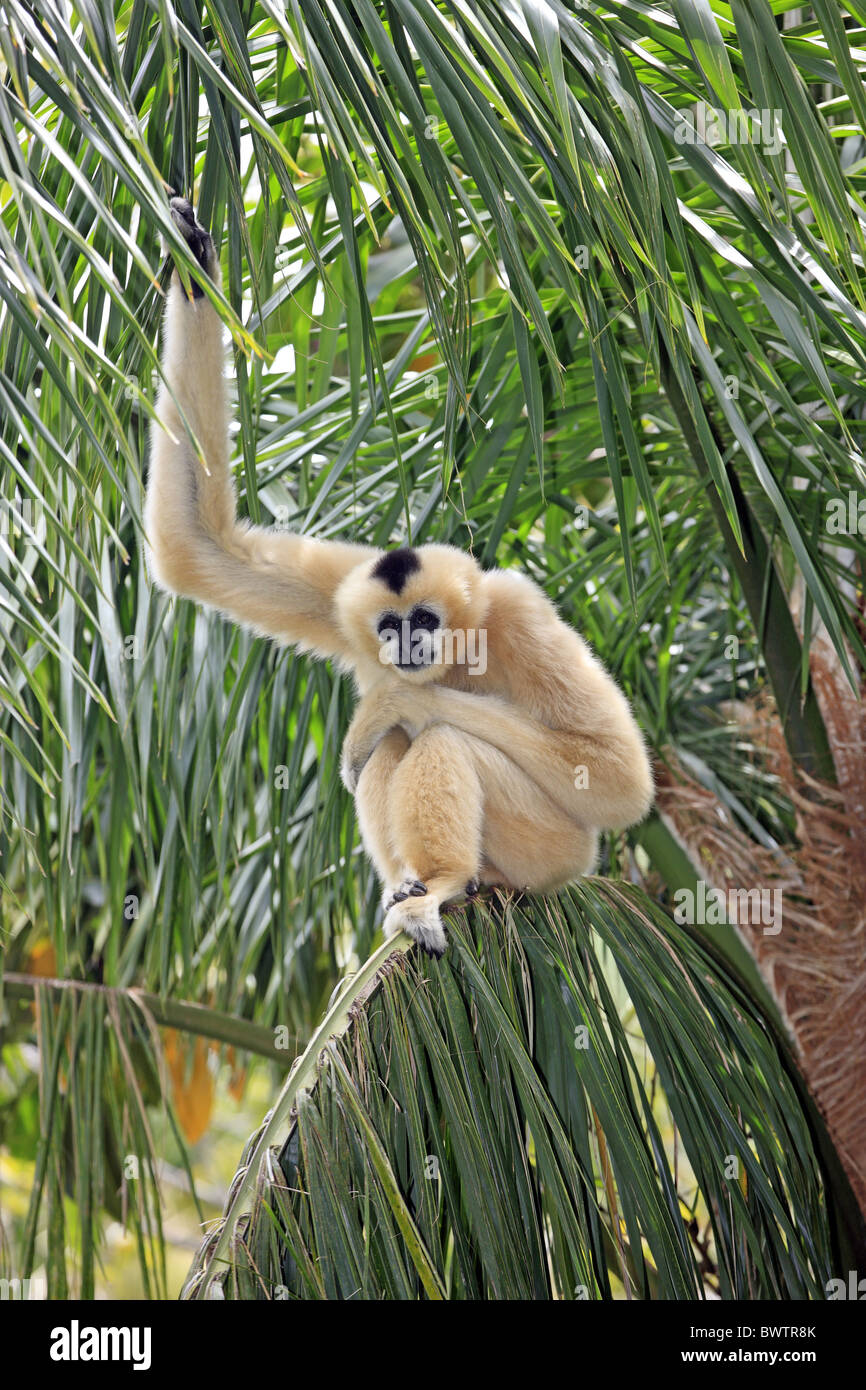 auf Baum - on tree gibbon gibbons primate primates ape apes asia asian ...