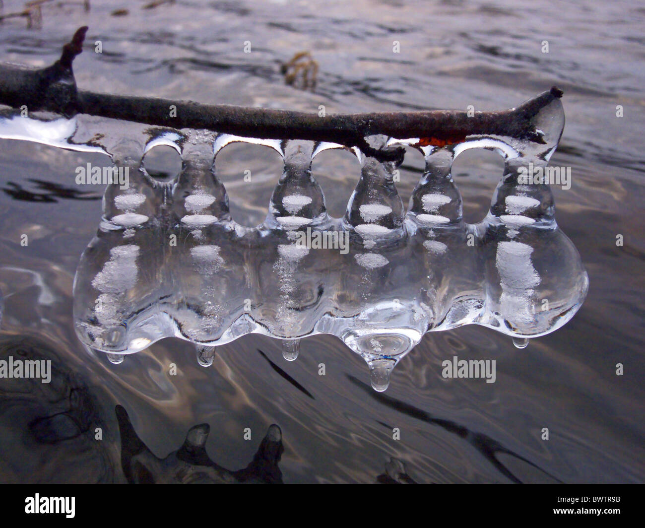 Ice bells' icicles hanging from branch above Stock Photo - Alamy