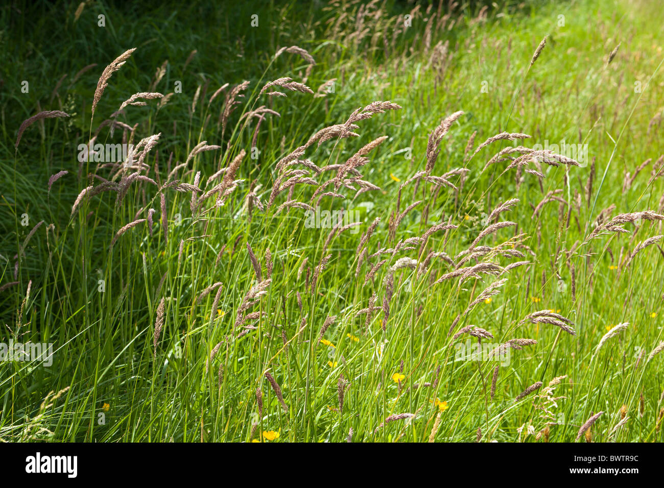Long grass flowering Stock Photo - Alamy