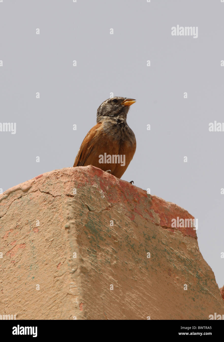 House Bunting (Emberiza striolata sahari) adult male, singing, perched ...