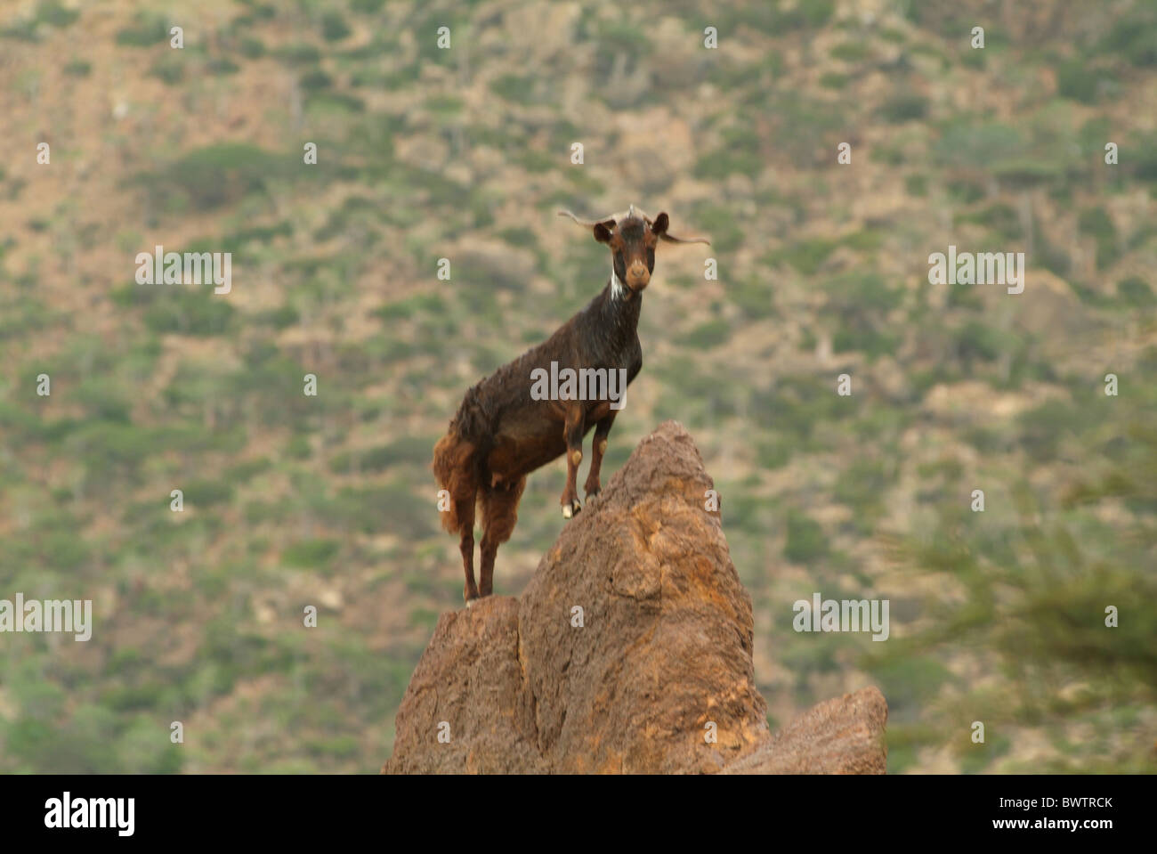 Yemen Socotra island Arabic Arabian Arab travel UNESCO world natural ...