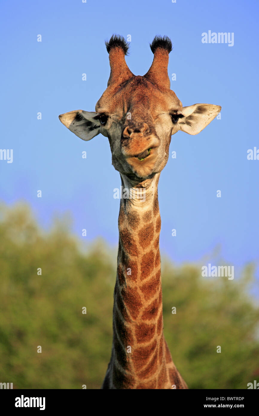 Portrait - close up giraffe giraffes bovid bovidae africa african ...