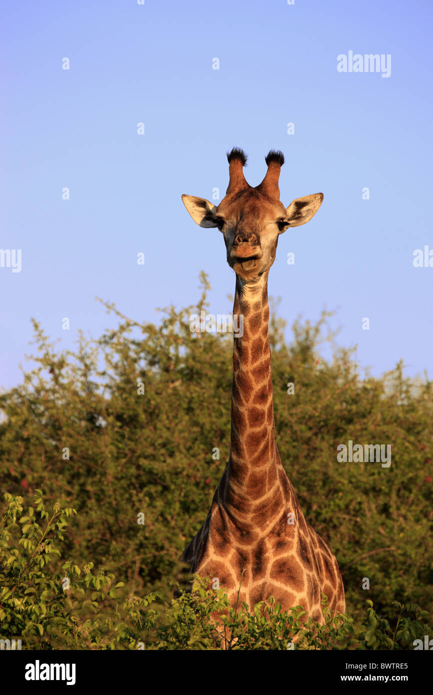 Portrait - close up giraffe giraffes bovid bovidae africa african ...