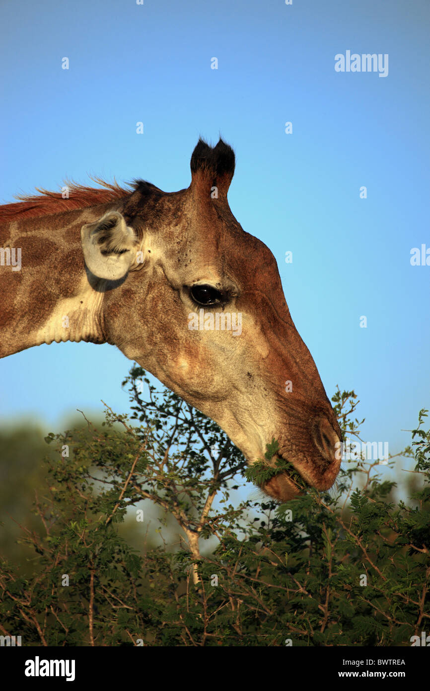 Portrait - close up fressend - feeding giraffe giraffes bovid bovidae ...