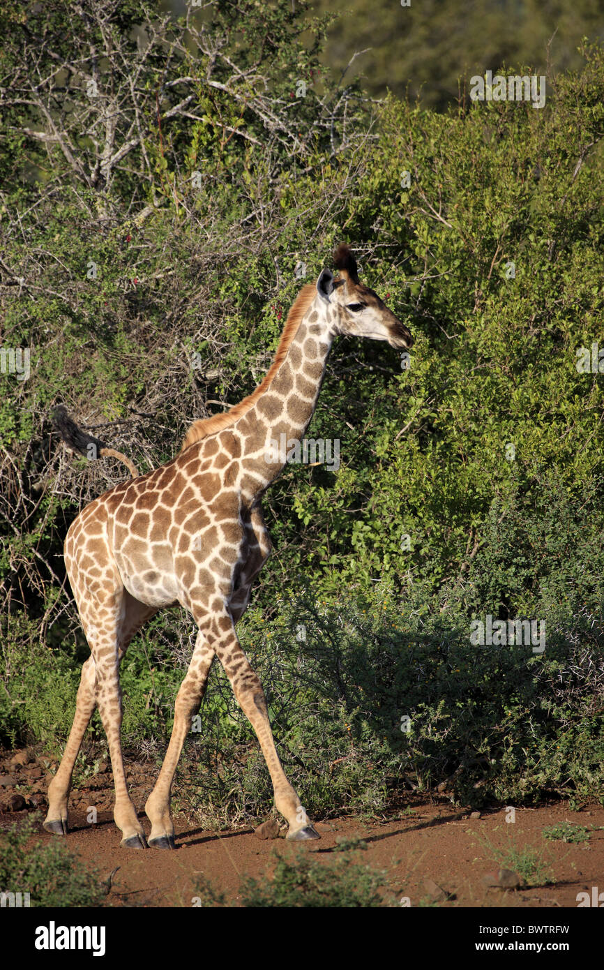halberwachsenes Jungtier - subadult giraffe giraffes bovid bovidae ...