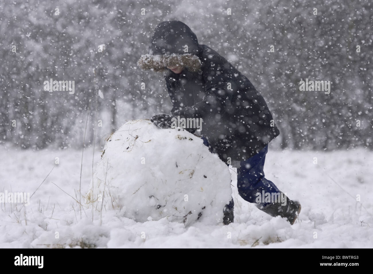 Boy making large snowball heavy snowfall Bentley Stock Photo - Alamy