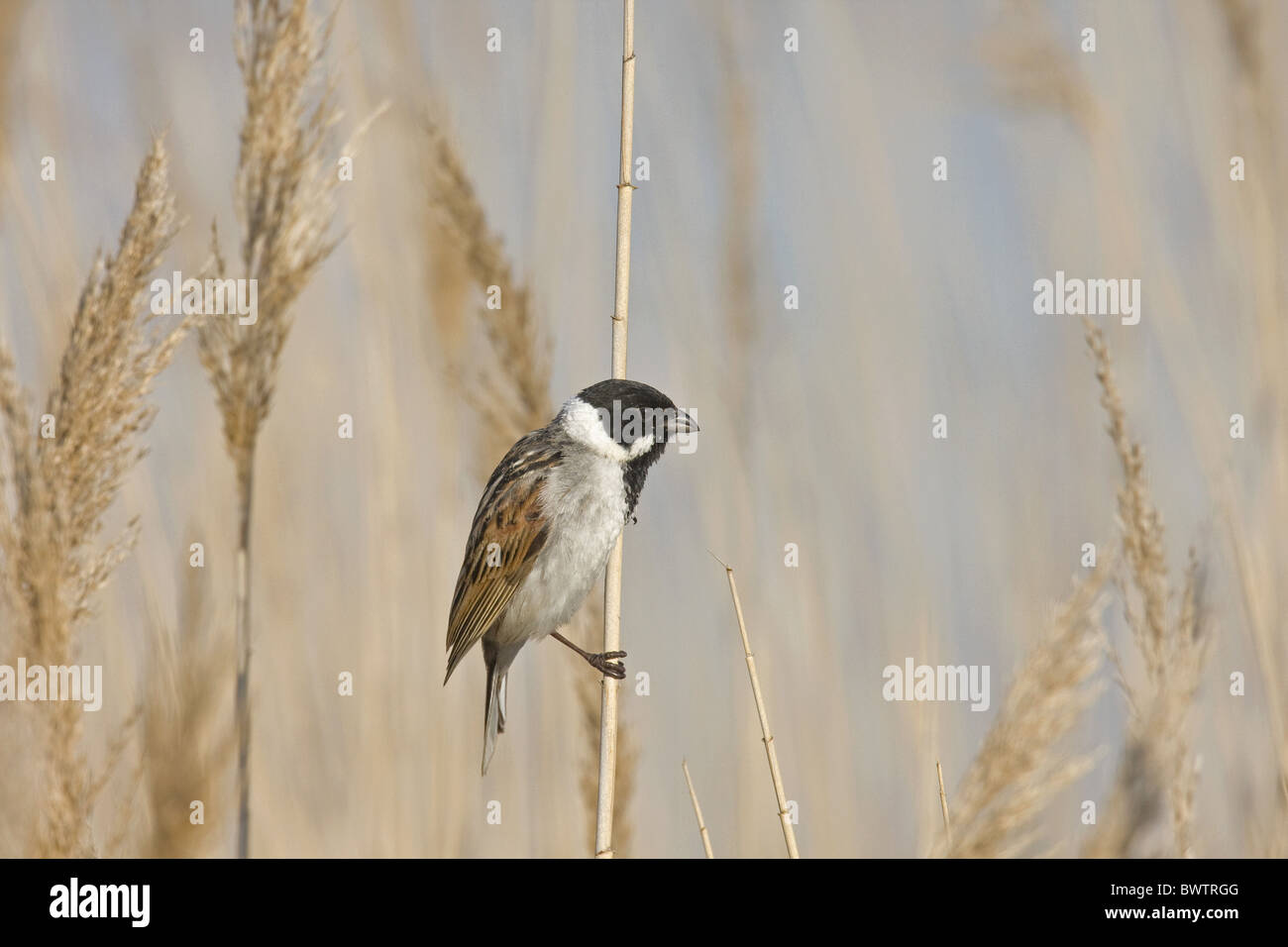 Spanish Reed Bunting (Emberiza schoeniclus lusitanica) critically ...